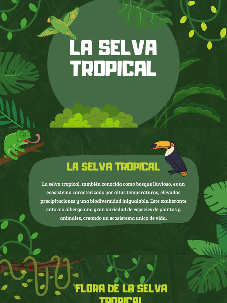 La Selva Tropical | PDF | Selva | Zona tropical
