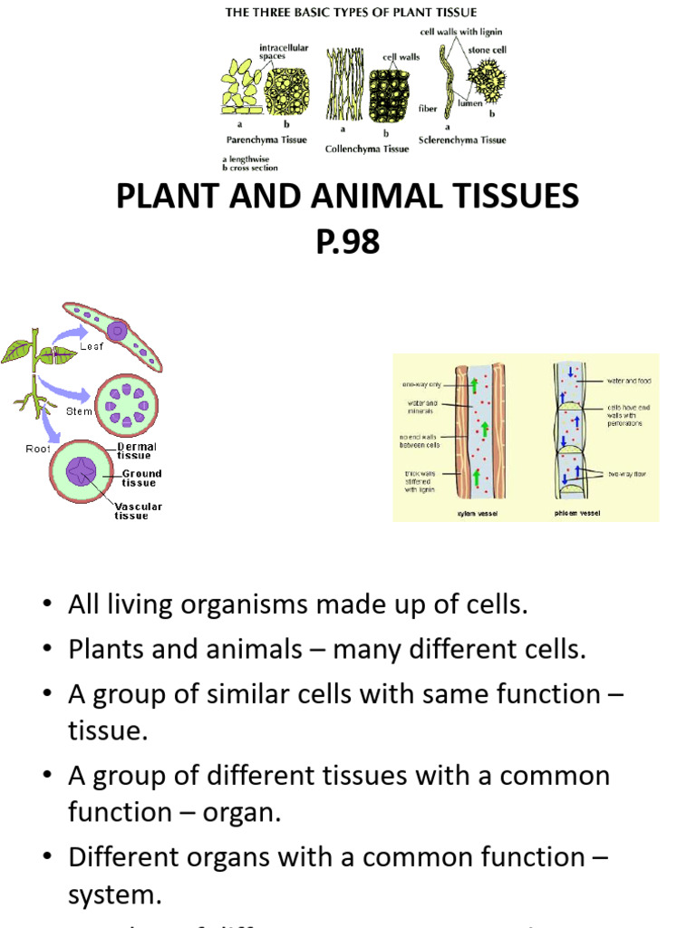 80 GR 10 Plant Tissues-13 - 123024 | PDF | Tissue (Biology) | Plant Stem