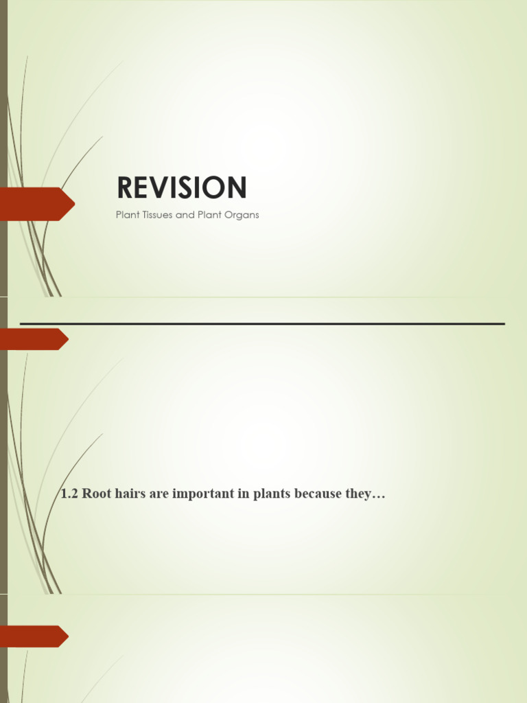 REVISION Plant Tiss+Org - 122905 | PDF | Tissue (Biology) | Leaf