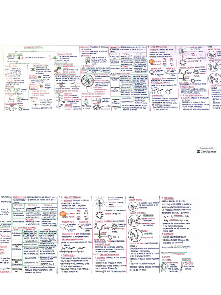 Biología Sem7 | PDF