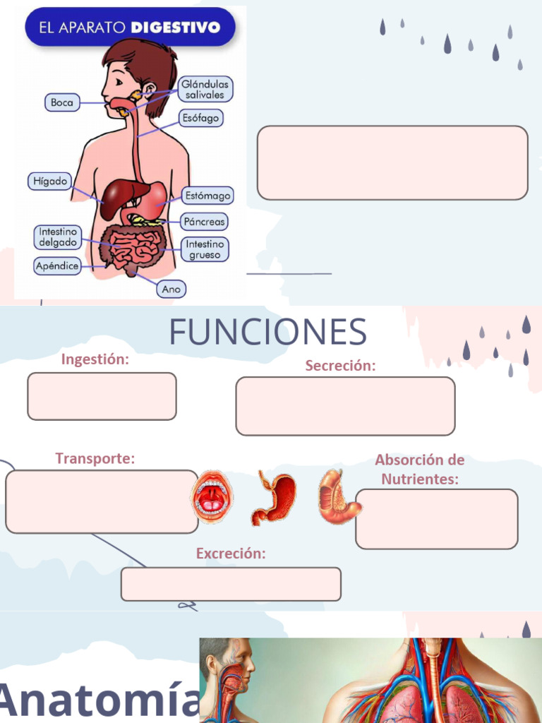 Aparato Digestivo | PDF | Digestión | Sistema digestivo humano