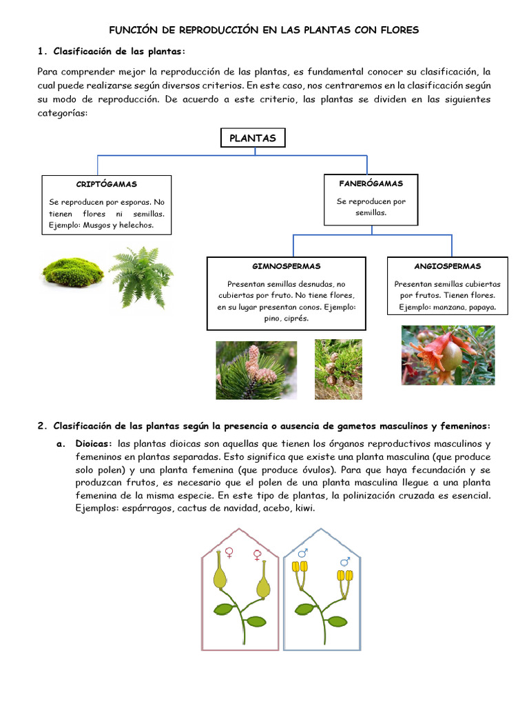 Reproducción de Las Plantas Con Flores | PDF | Sexo | Flores