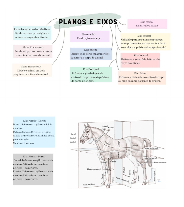 Anatomia dos Eixos Corporais | PDF