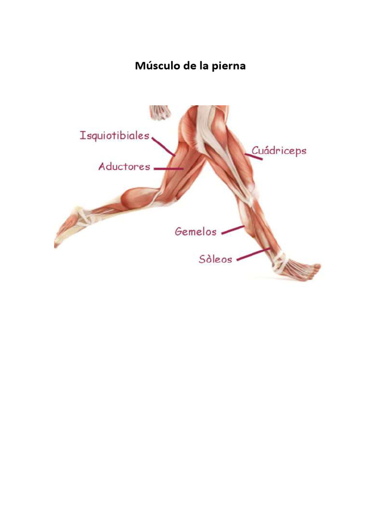 Músculos de la Pierna: Funciones Clave | PDF