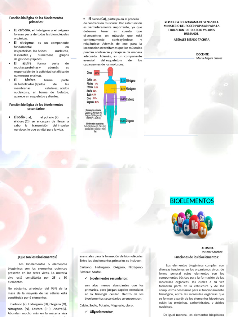 Función Biológica de Los Bioelementos Primarios | PDF | Biomoléculas | Elementos químicos