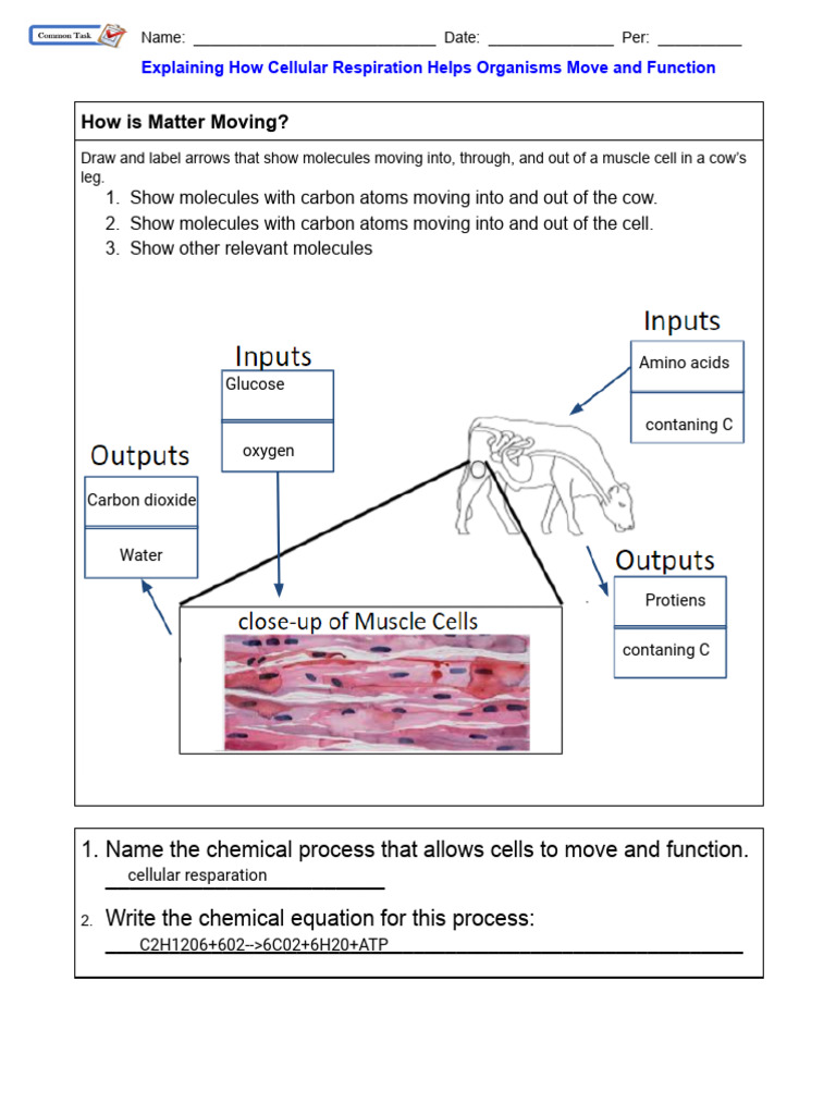 Robyn Kamya - The Cow: Explaining How Cellular Respiration Helps ...