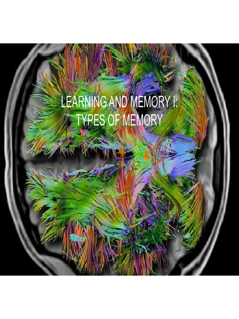 Lecture 16 - Habituation Learning Memory - Slides | PDF | Memory | Amnesia