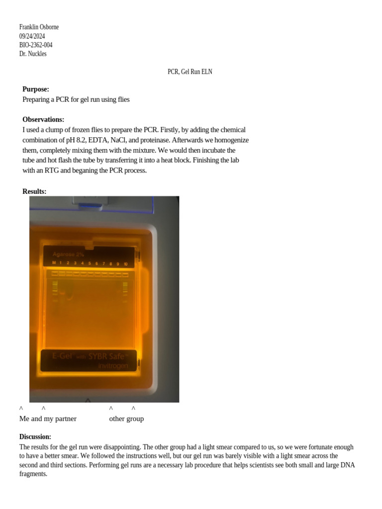 PCR Gel Run Analysis with Flies | PDF