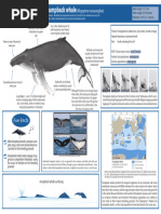 Blue Whale A4 Fact Sheet | PDF | Whales | Cetaceans