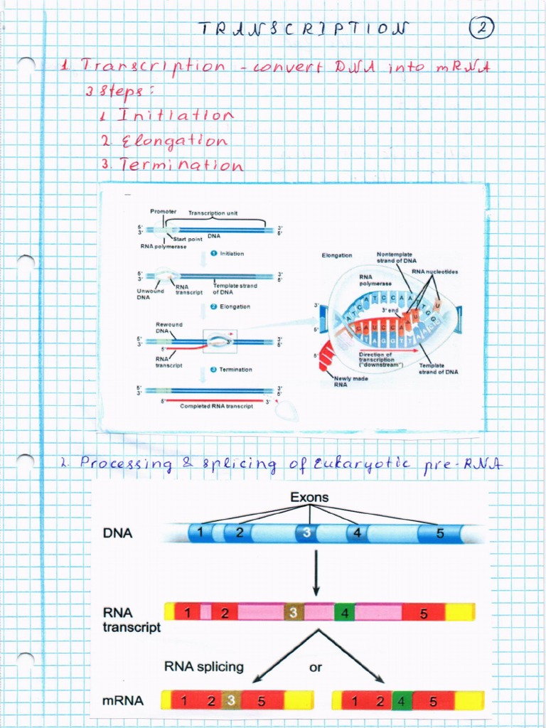 2 Transcription | PDF | Translation (Biology) | Cell Biology