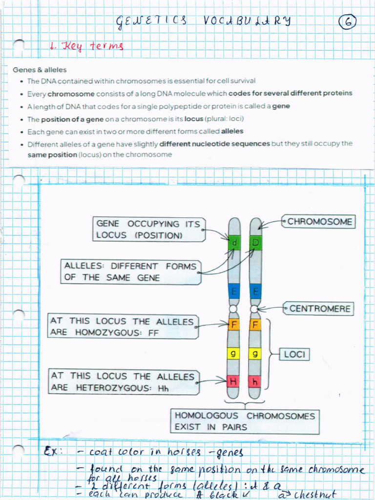 6.Key.terms.of.genetics | PDF | Allele | Zygosity