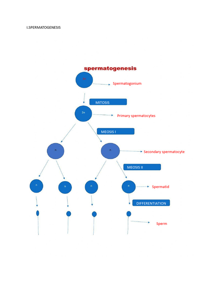 Gametogenesis Worksheet | PDF