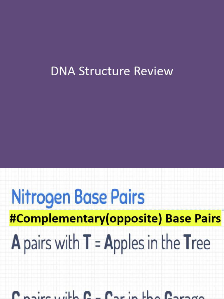 DNA Replication Slides | PDF