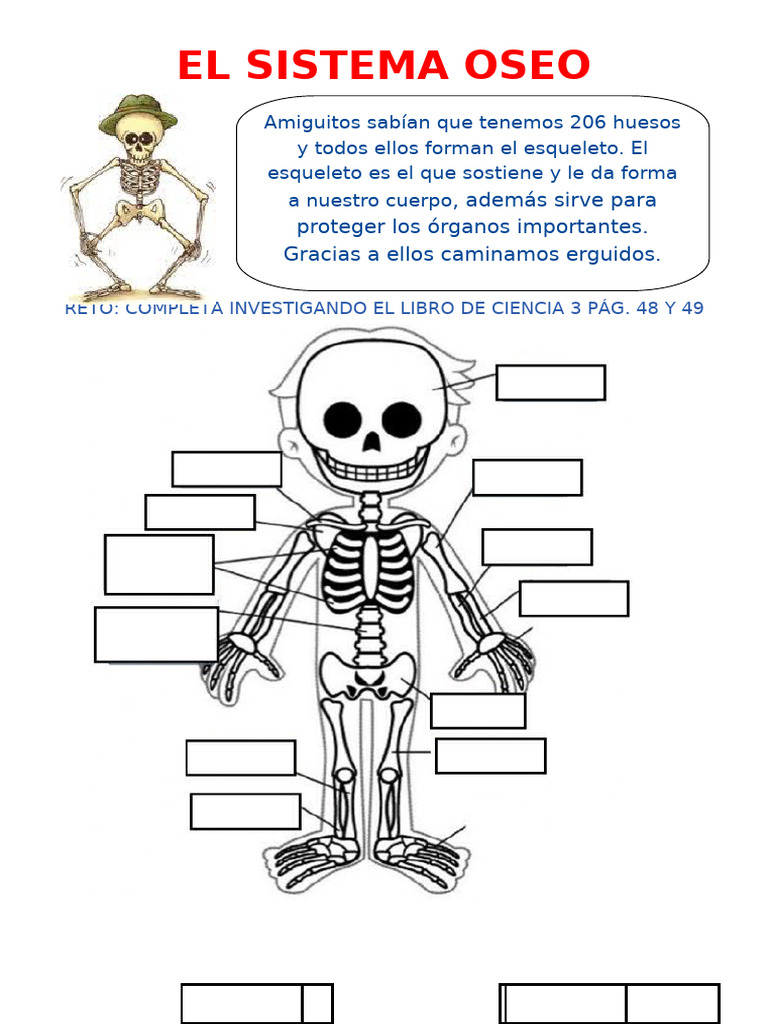 El Sistema Óseo para Tercer Grado de Primaria | PDF | Hueso | Articulación