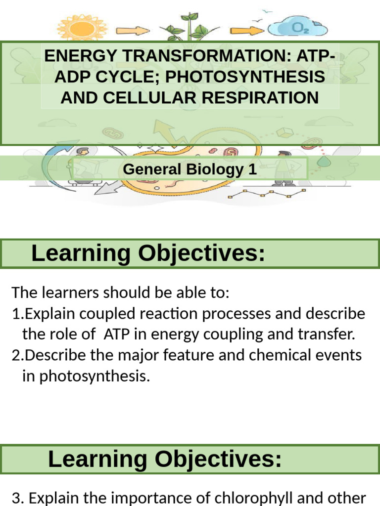 ATP-ADP Cycle and Energy Flow | PDF | Adenosine Diphosphate | Adenosine ...
