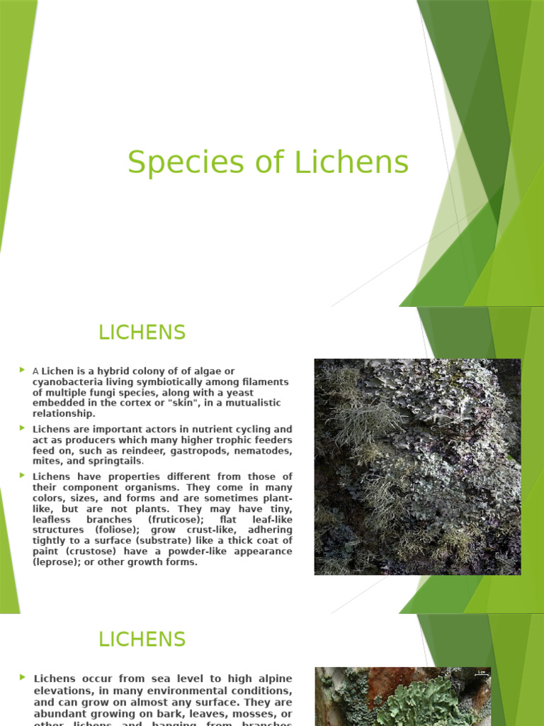 Species of Lichens | PDF | Mycology | Organisms