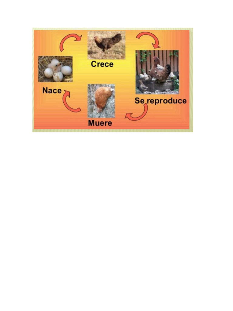 CICLO DE VIDA DE LOS ANIMALES | PDF