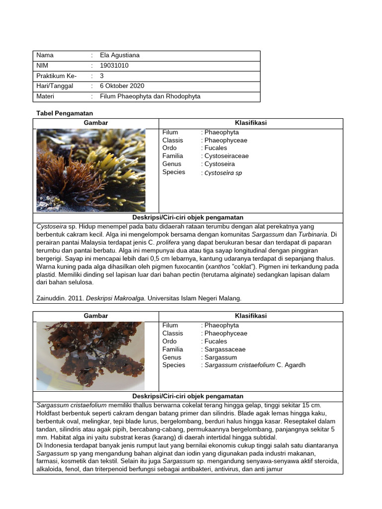 Lembar Kerja Praktikum Protista Dan Fungi Filum Phaeophyta Dan ...