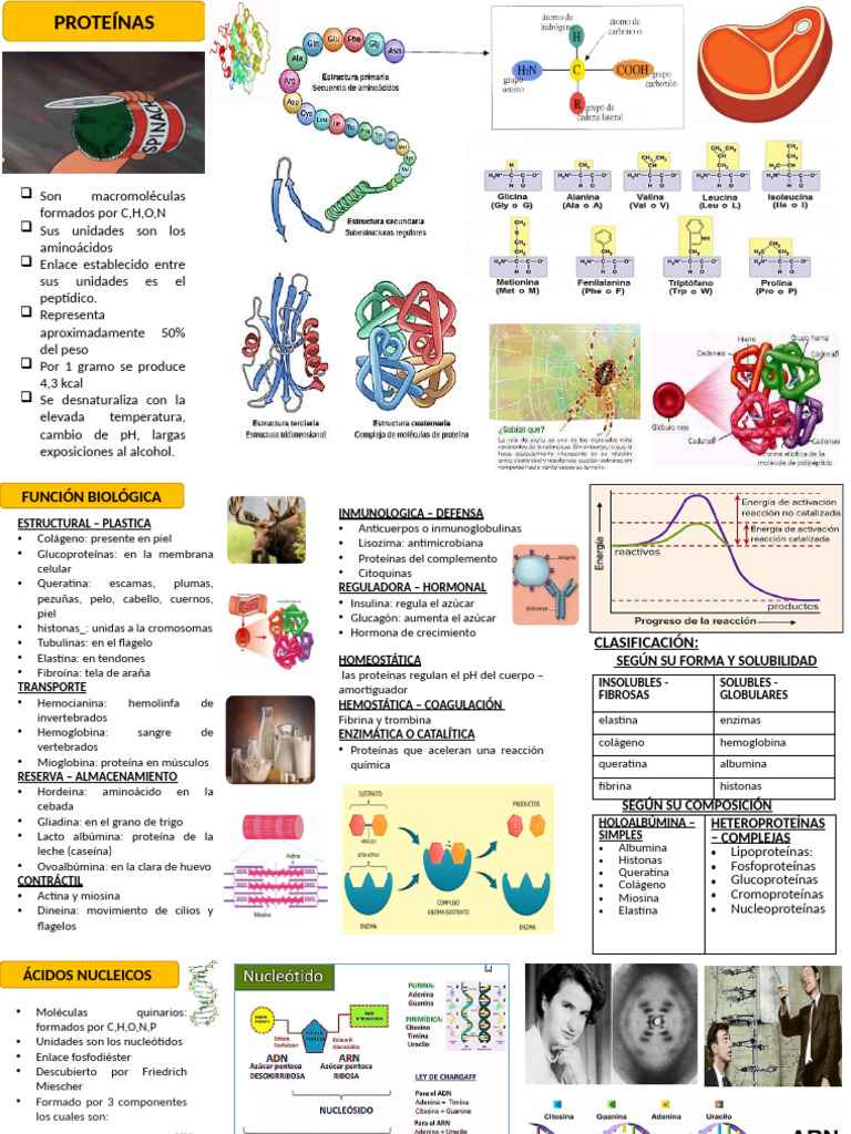 BIOQUIMICA 2 | PDF | Adn | Rna