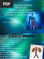 El Aparato Urinario para Tercer Grado de Primaria | PDF | Sistema urinario | Riñón