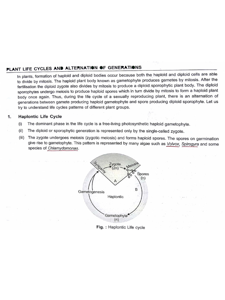Algae Life Cycle Pattern | PDF