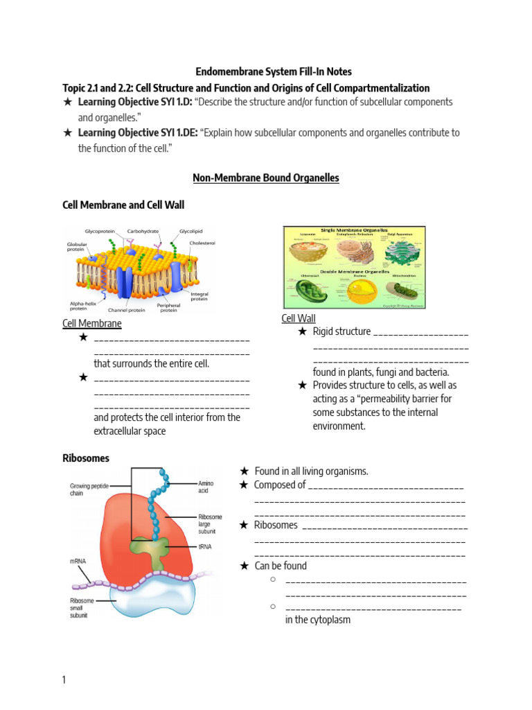 Endomembrane System Fill-In Notes | PDF | Cell (Biology) | Cytoskeleton