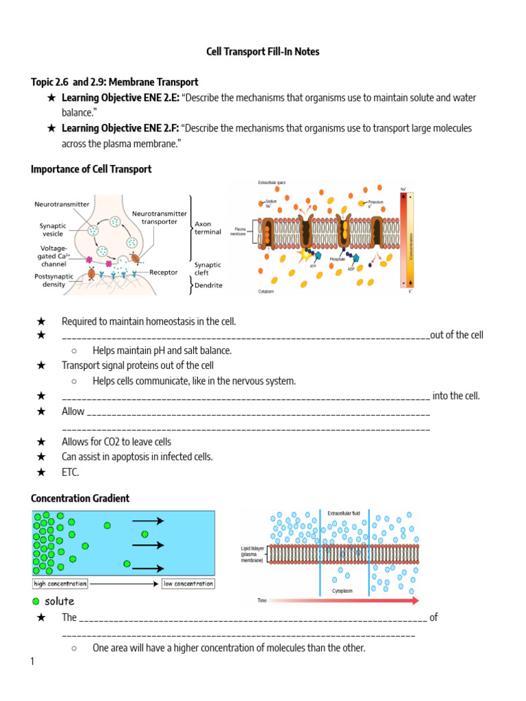 Copy of Cell Transport Fill-In Notes | PDF | Cell Membrane | Cell Biology