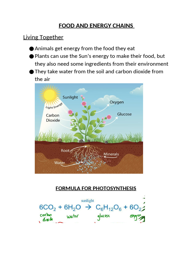 Jessie Jess - Food and Energy Chains Lesson 4 | PDF