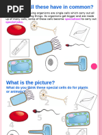 Specialised Animal Cells - Living Organisms - KS3 Biology - BBC ...