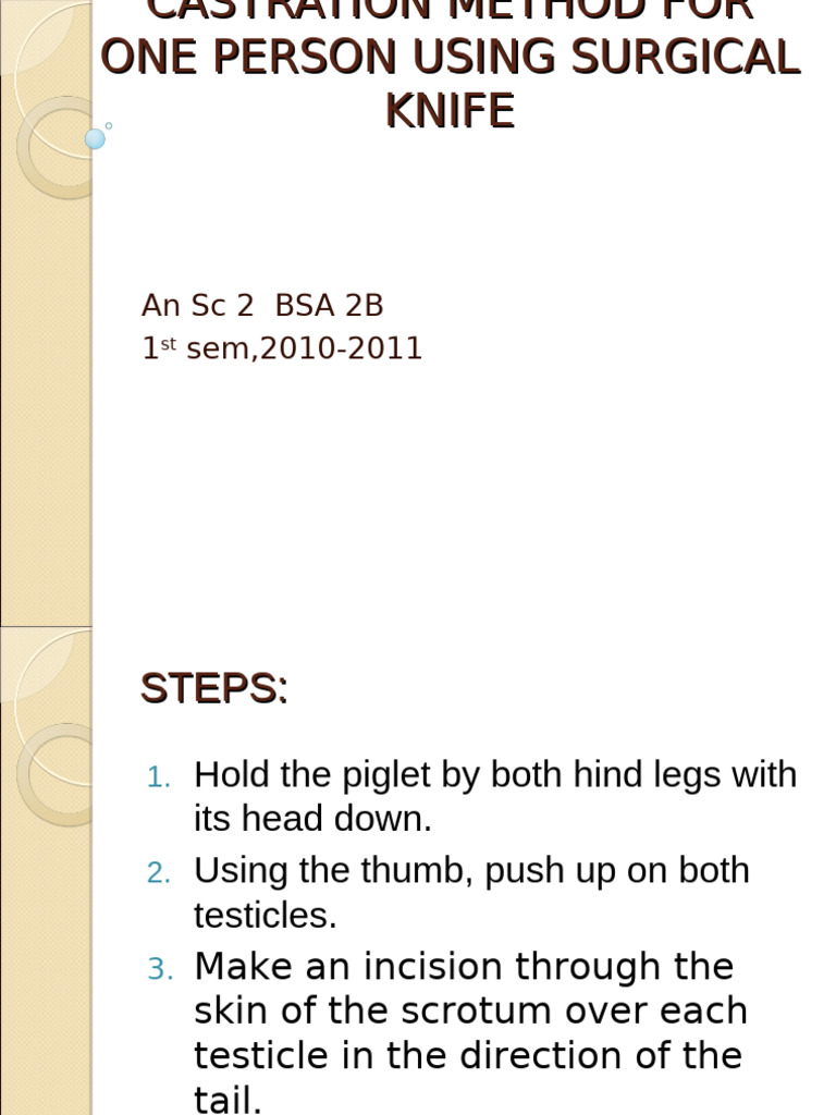 7.3 Castration Method For One Person Using Surgical Knife | PDF