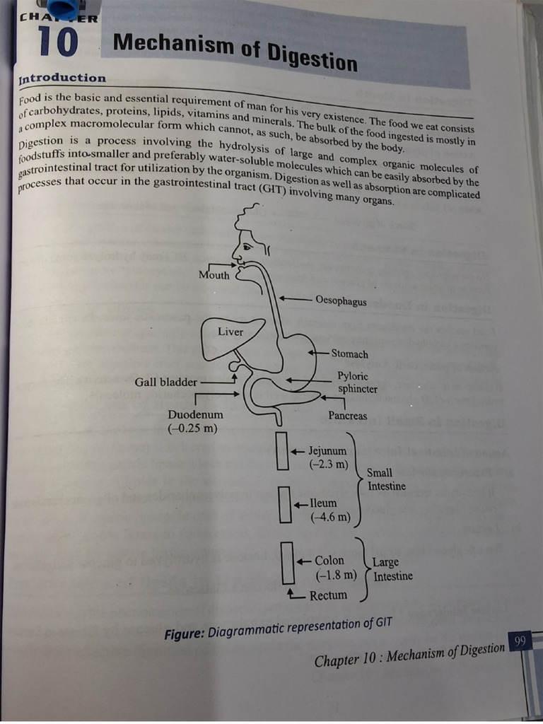 Digestion Biochemistry 566u9 | PDF