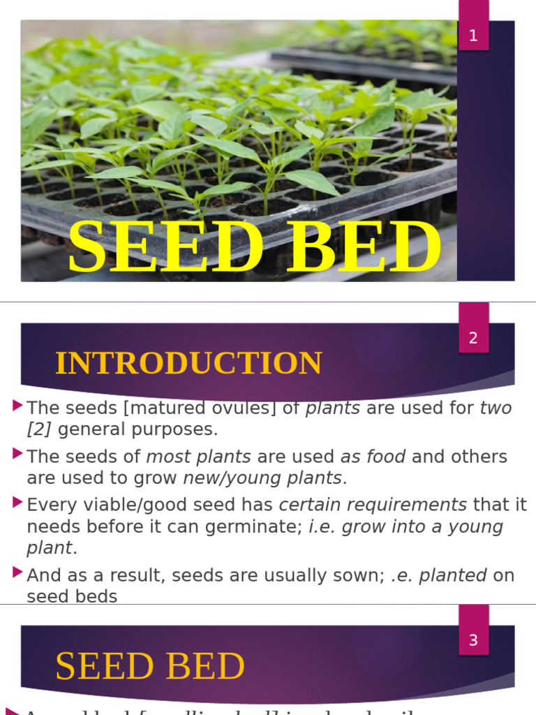 SEED BED | PDF | Seed | Germination