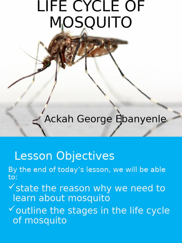 Life Cycle of Mosquito 1 | PDF | Pupa | Mosquito