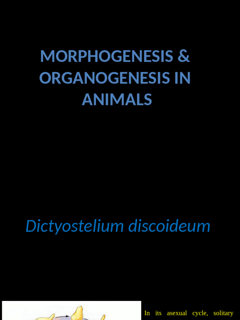 Morphogenesis & Organogenesis-Animals | PDF | Regeneration (Biology ...