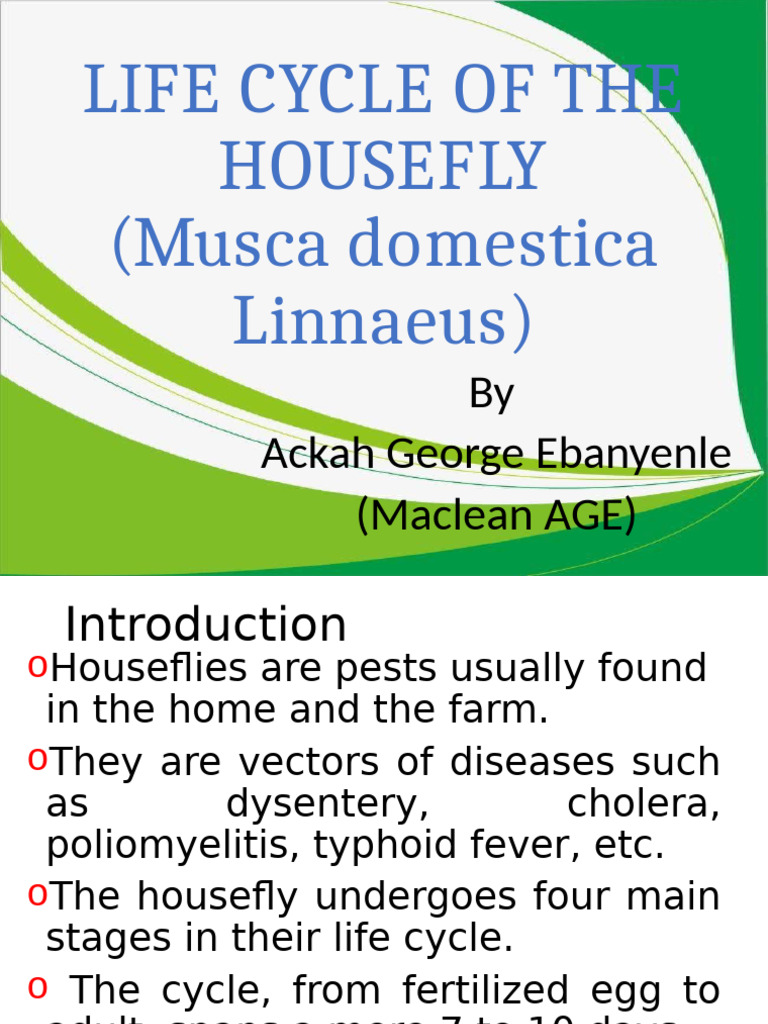 Housefly Life Cycle Explained | PDF | Pupa | Fly