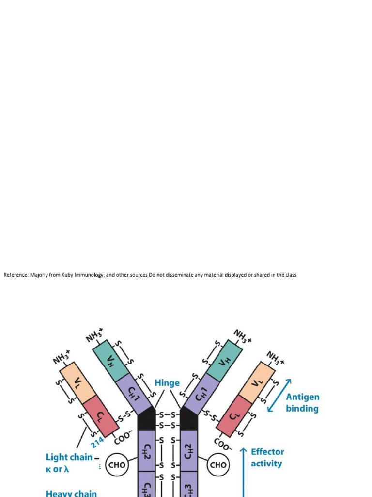 Antibody and TCR Structure Overview | PDF | Major Histocompatibility ...
