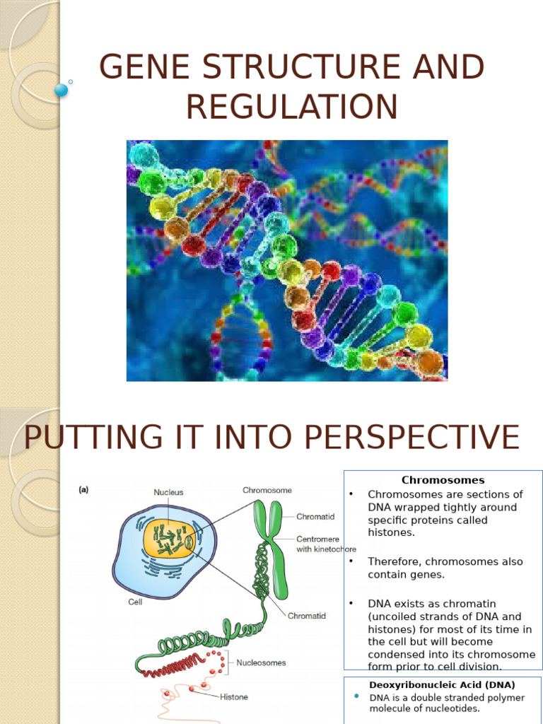 Gene Structure and Regulation (13) | PDF | Translation (Biology) | Operon