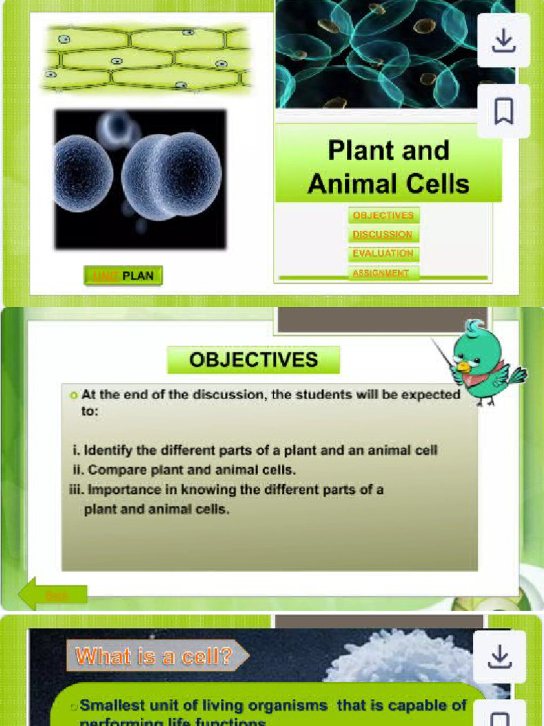 Animal and Plant Cell | PDF