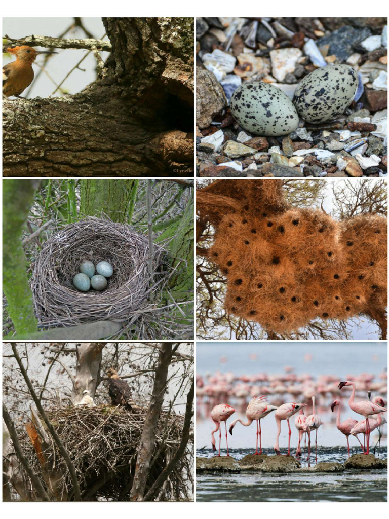 Nests | PDF