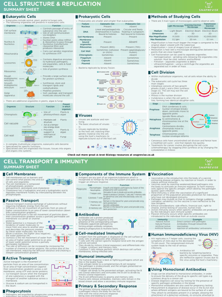 Aqa A Level Biology Cheatsheet Cells | PDF | Cell (Biology) | Immune System