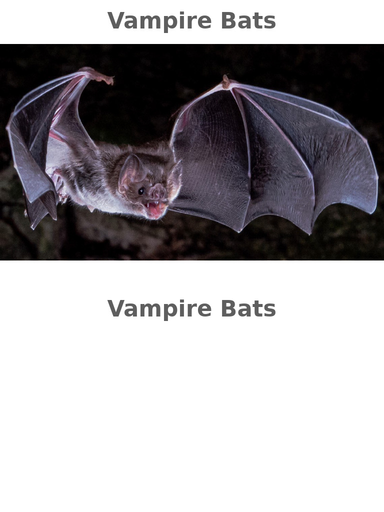 Vampire Bats | PDF