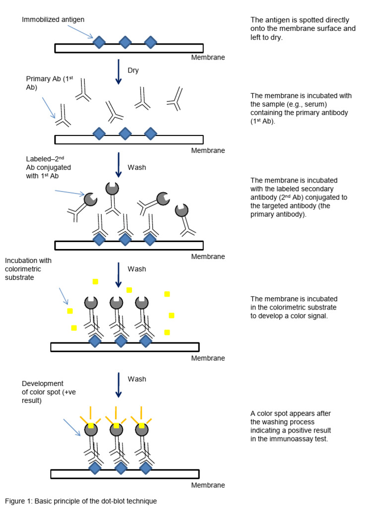 Dot-Blot Immunoassay Technique Guide | PDF | Biotechnology | Biology