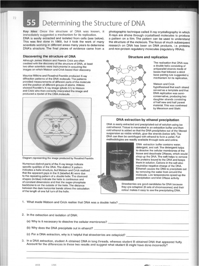 Extension Reading - Determining The Structure of DNA | PDF
