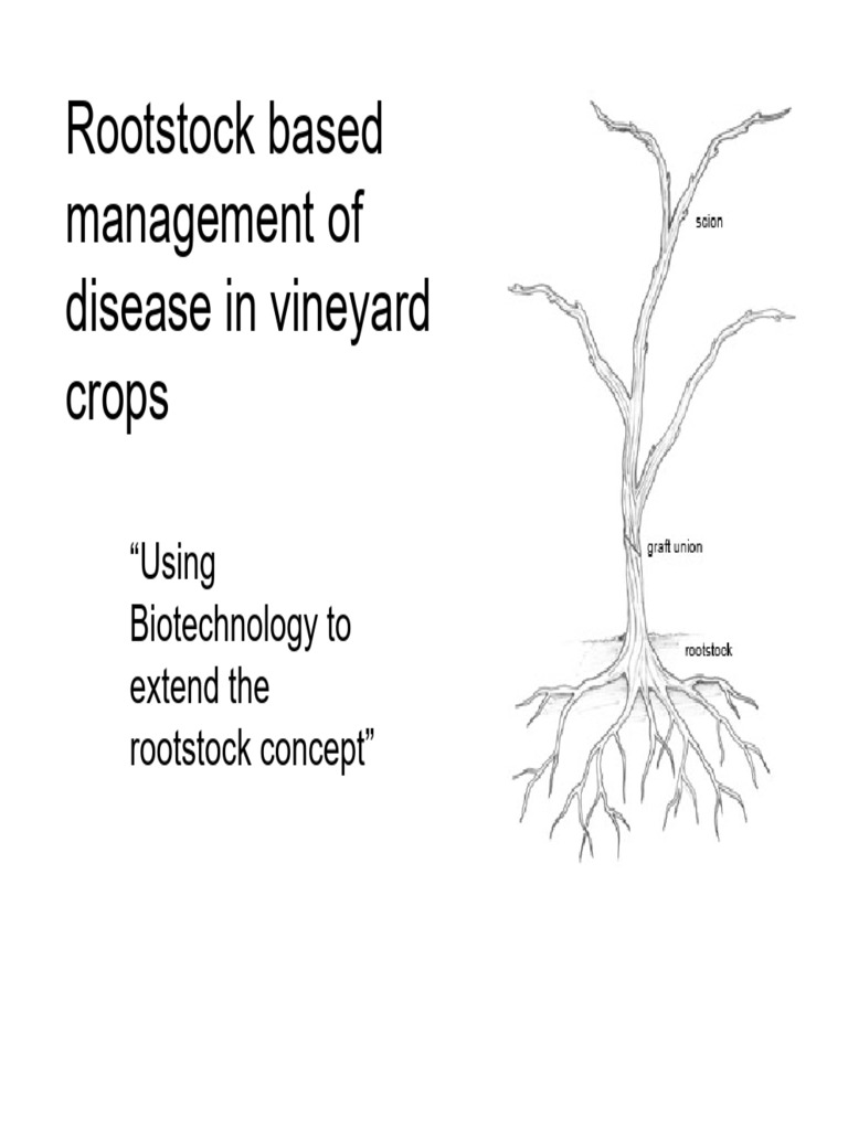 Utilization of Rootstocks PDF | PDF | Grafting | Botany