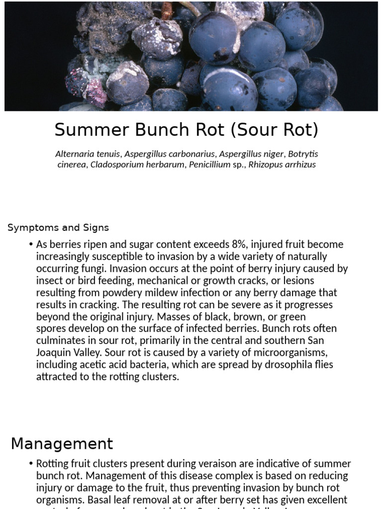 Summer Bunch Rot (Sour Rot) | PDF | Fungus | Mycology