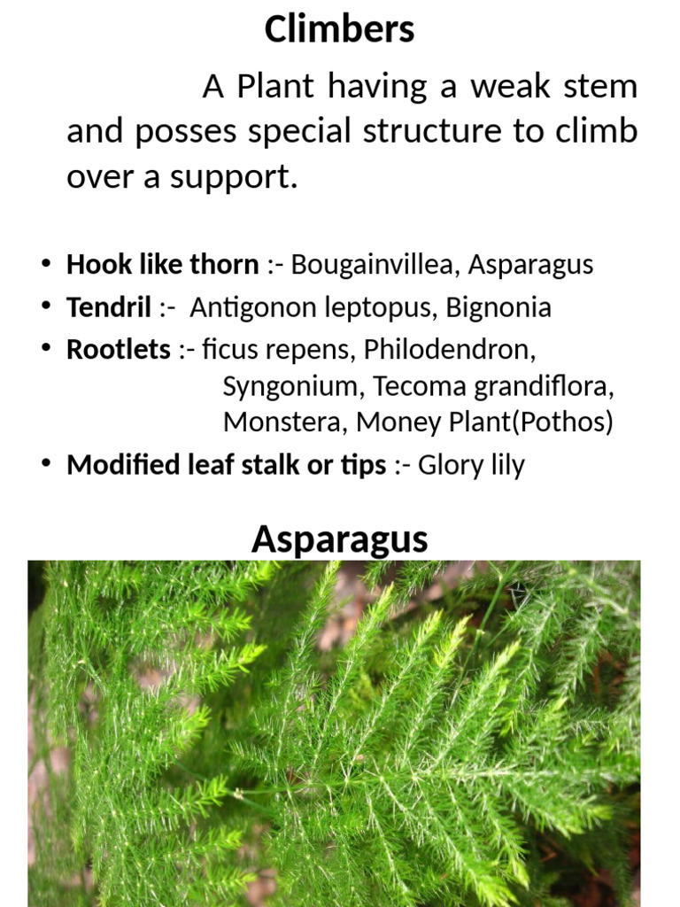 5 - climbers | PDF | Trees | Plants
