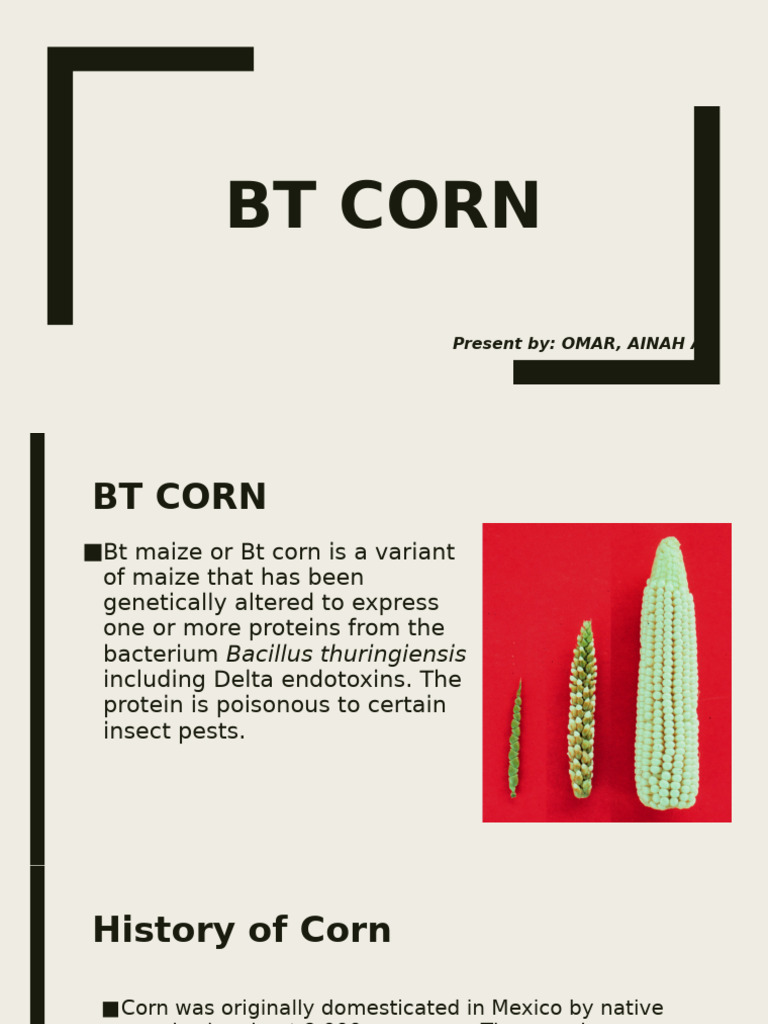 BT Corn | PDF | Maize | Agriculture