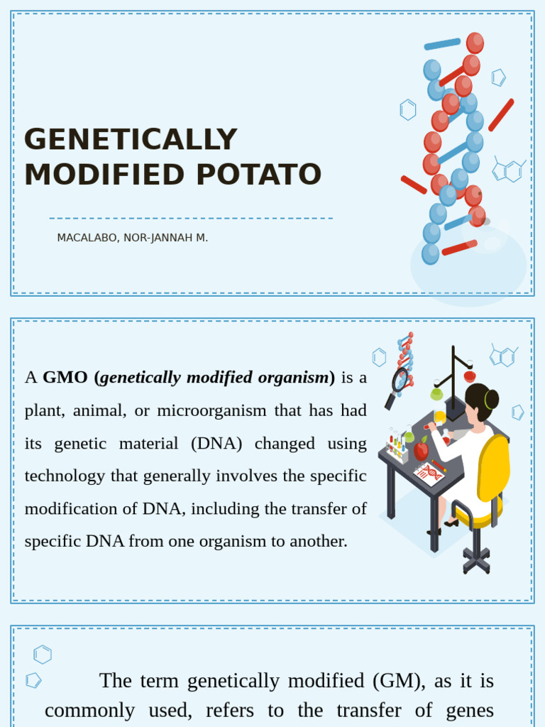 Abt GM Potato Macalabo | PDF | Potato | Genetic Engineering