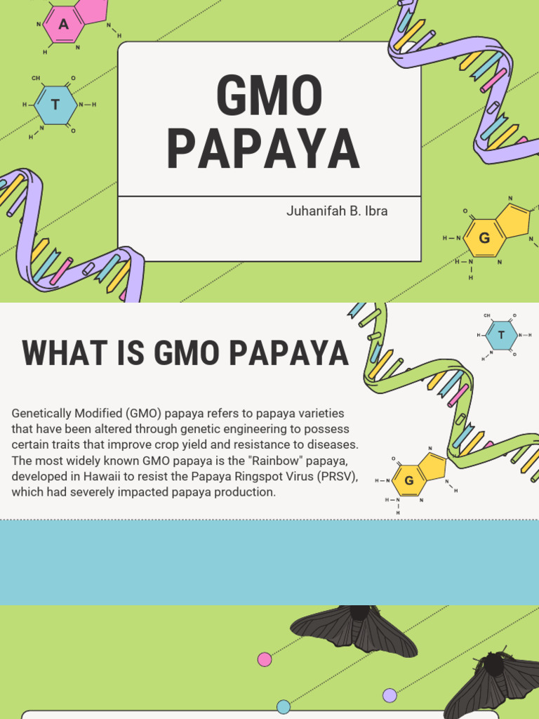 Gmo Papaya 2 | PDF | Genetically Modified Organism | Agriculture