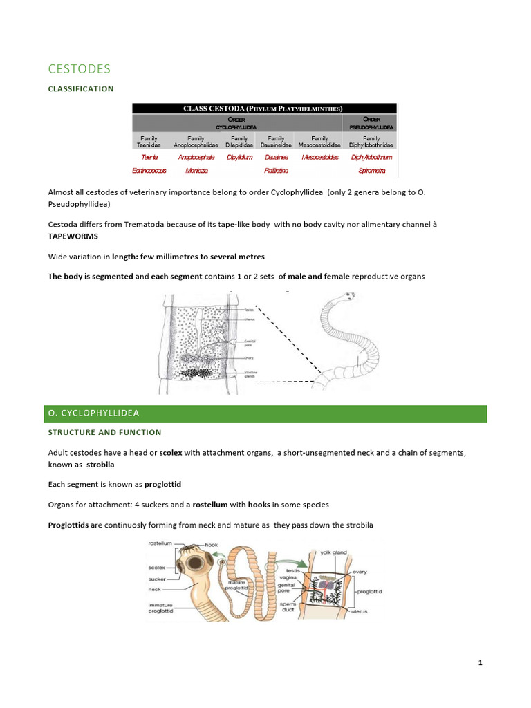 CESTODES | PDF